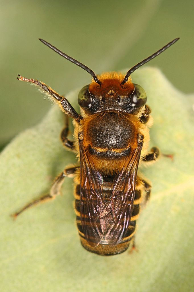 Alfalfa_Leafcutter_Bee_-_Megachile_rotundata ,_Meadowood_Farm_SRMA ...