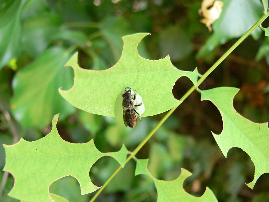 beeCuttingLeaf – Backyard Pollinator