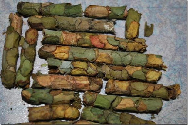 longCocoons – Backyard Pollinator