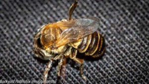 Life Cycle of the Leafcutter Bee – Backyard Pollinator